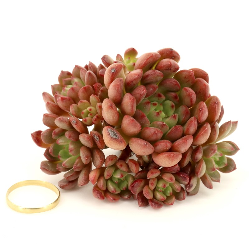 Sedeveria 'Pink Rubby'