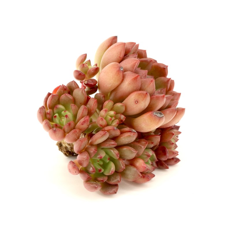 Sedeveria 'Pink Rubby'