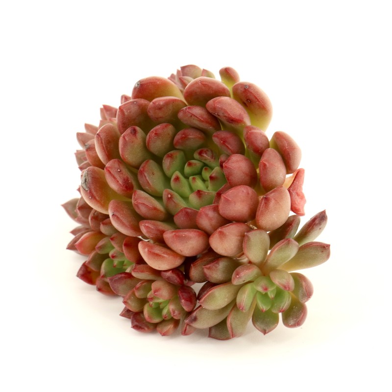 Sedeveria 'Pink Rubby'