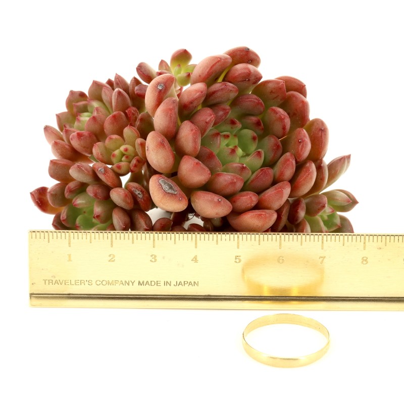 Sedeveria 'Pink Rubby'