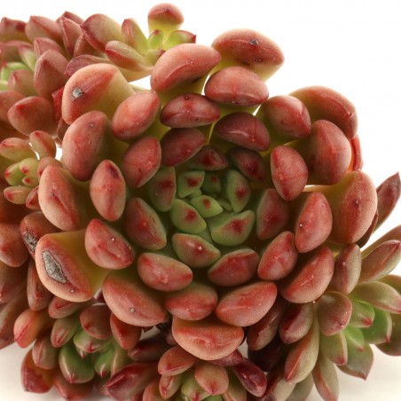Sedeveria 'Pink Rubby'